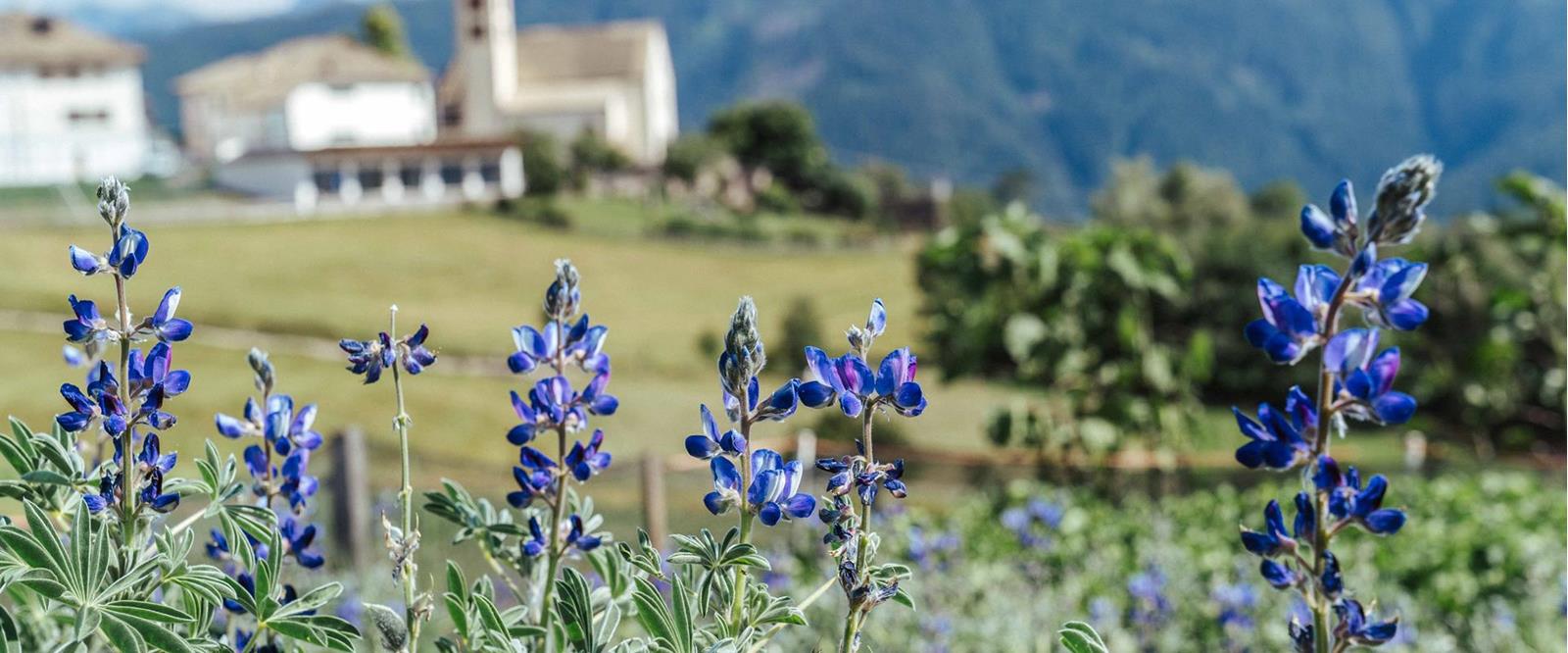 Südtirols hoher Süden - Truden & Altrei - Aldein Radein